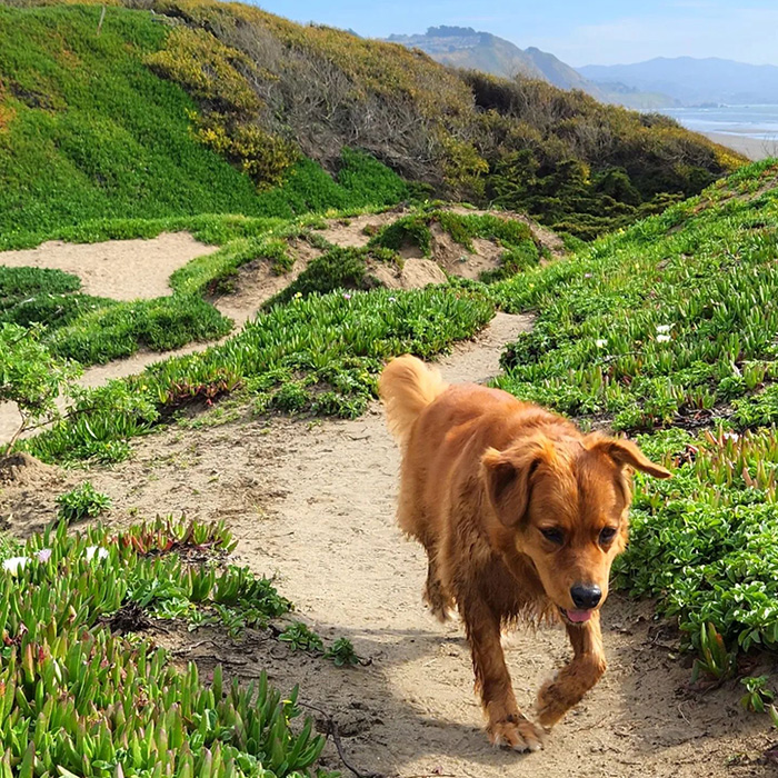Your Go-To Dog-Friendly Guide to San Francisco · Kinship