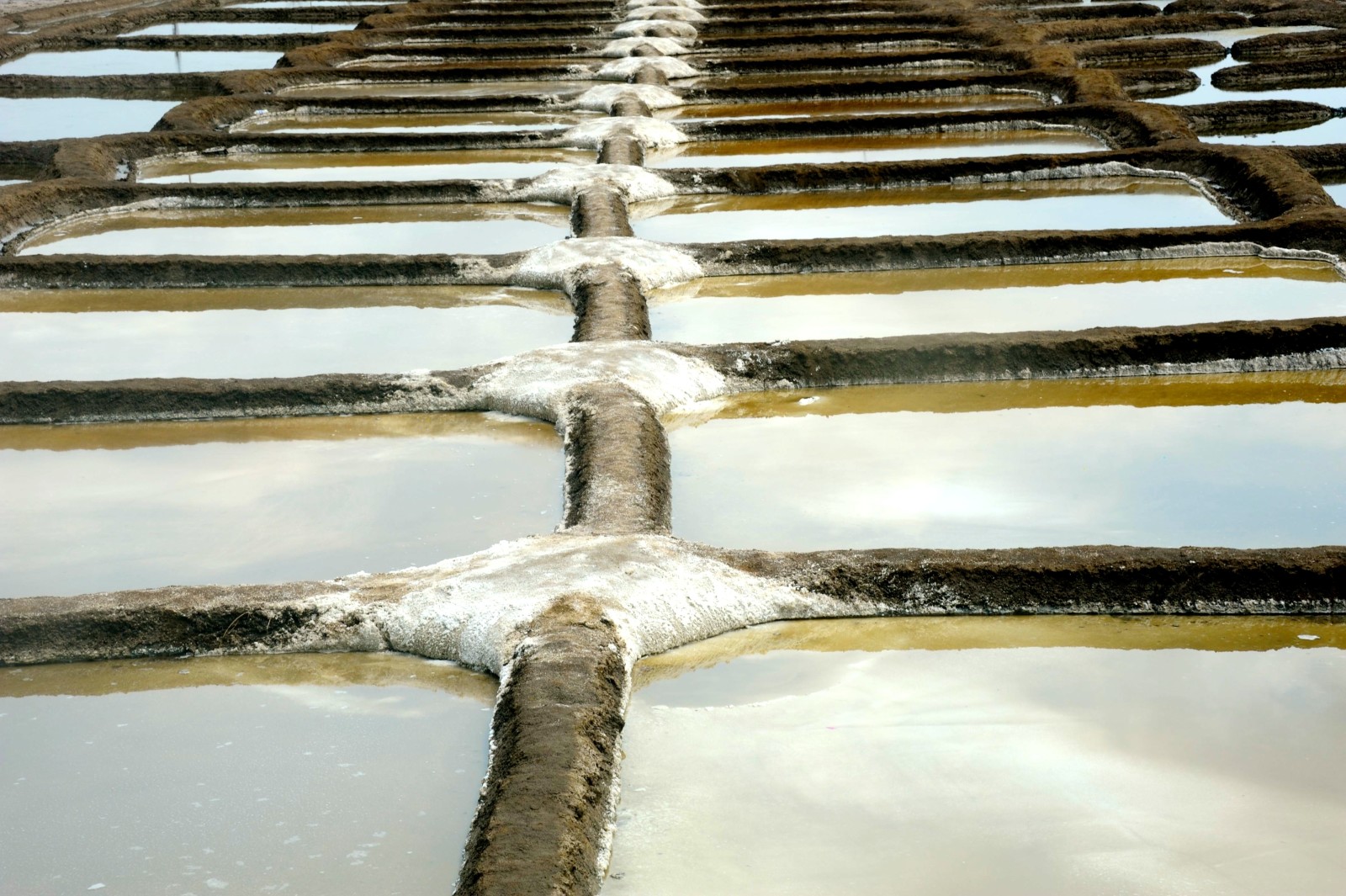 The Salt Pans of Goa | The Juggernaut