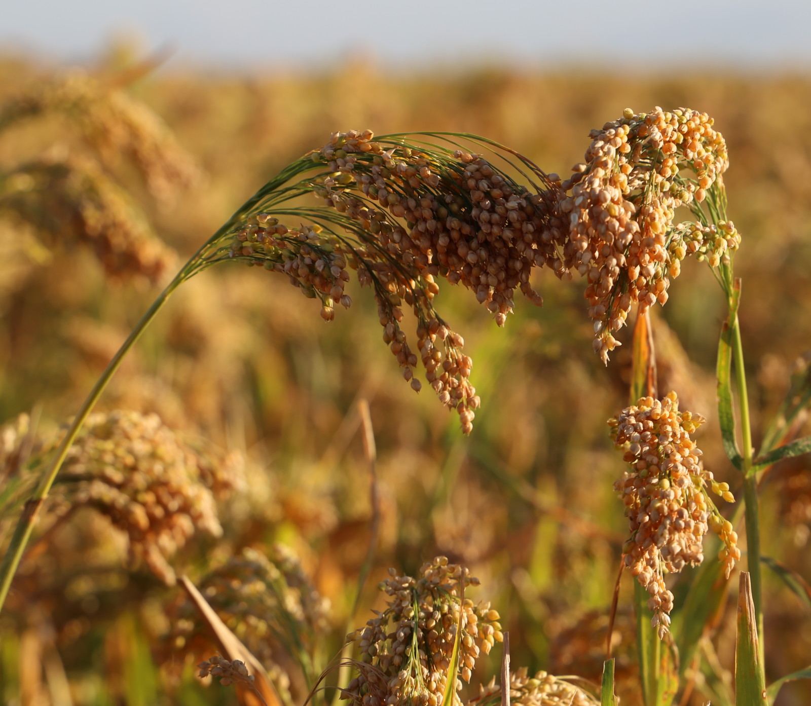 Making Millets Cool Again | The Juggernaut