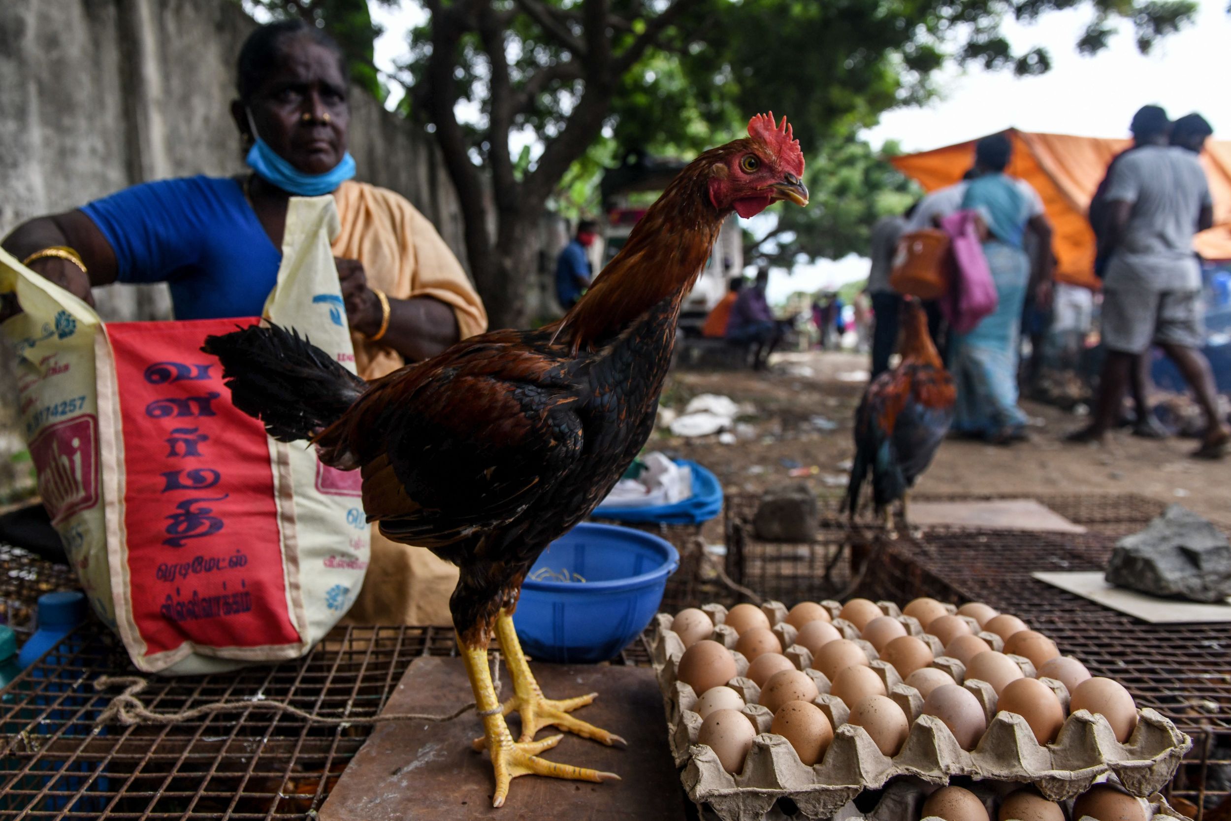 How India Became a Nation of Eggetarians | The Juggernaut