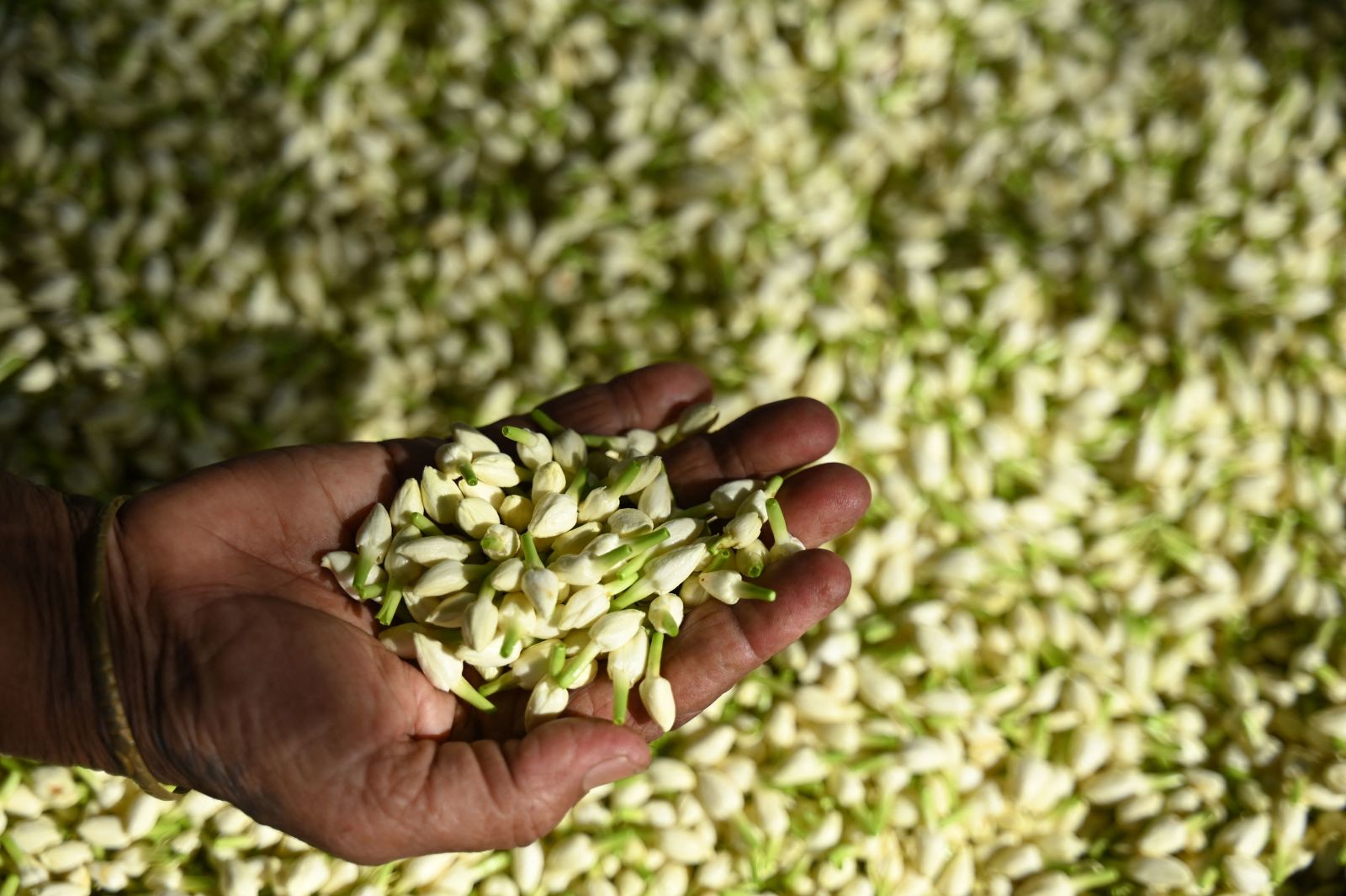 Jasmine Flowers Are More Than an Accessory | The Juggernaut