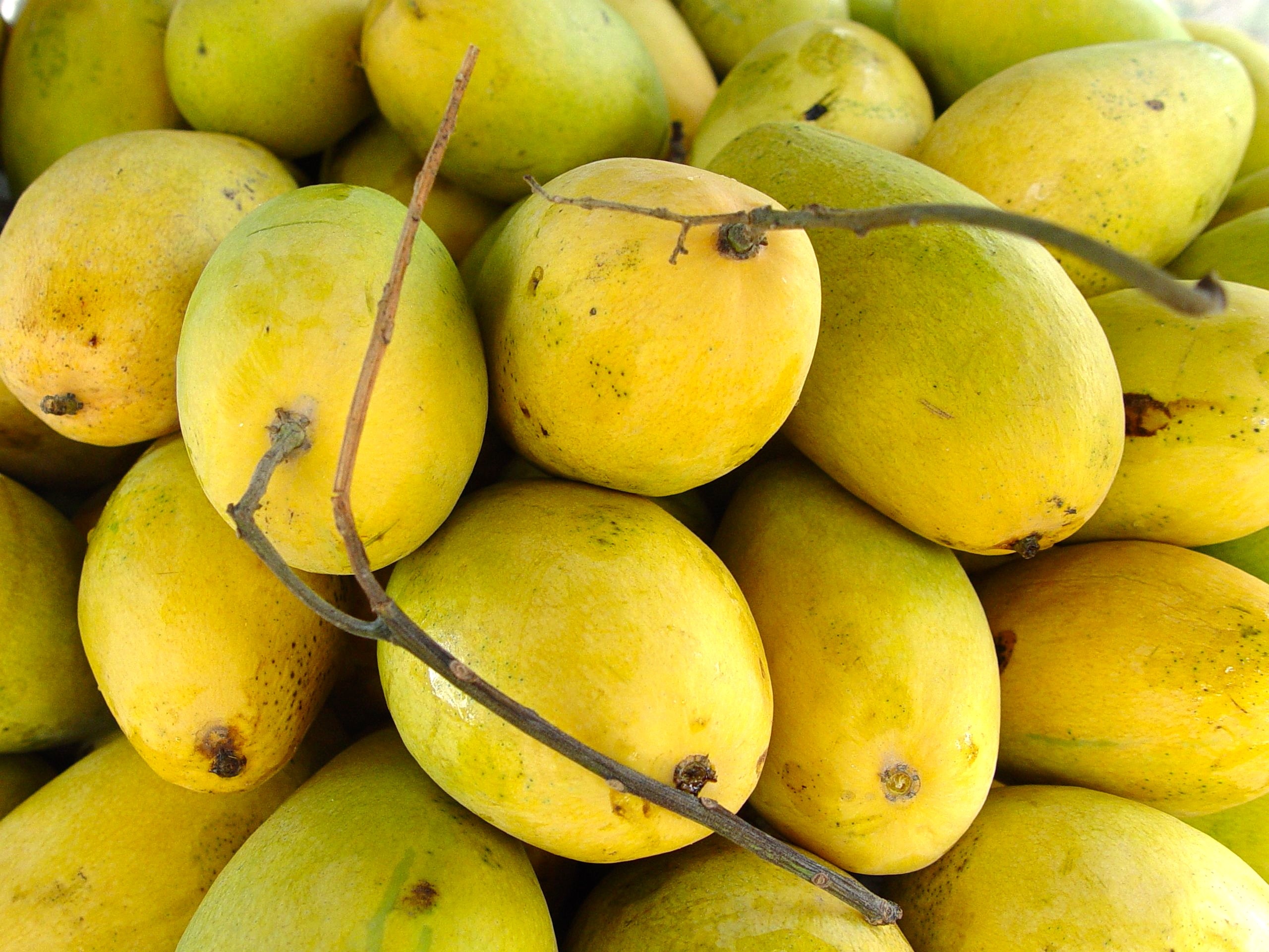 Mangos, from Lucknow to Goa | The Juggernaut