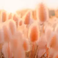 PANTONE UK What Is Peach Fuzz 