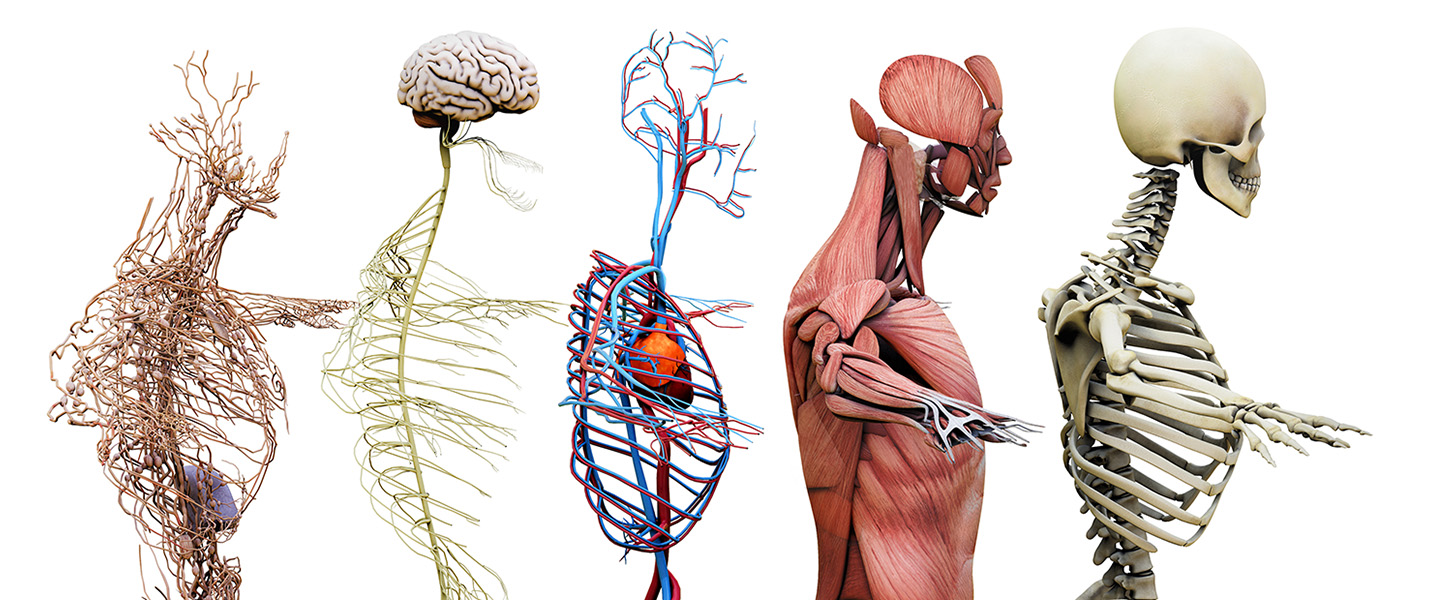 Anatomie en fysiologie