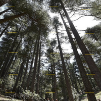Chiadma Forest: a natural refuge in the heart of Morocco