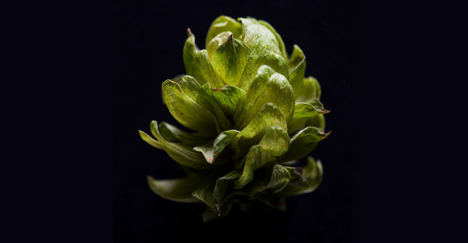 Hop Breeding: Better Hops for a Bitter Tomorrow | Craft Beer & Brewing