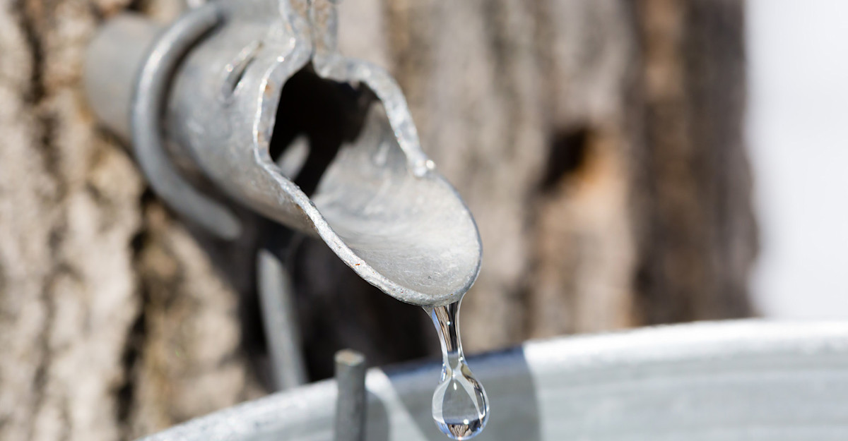 Special Ingredient: Make It Sappy | Craft Beer & Brewing