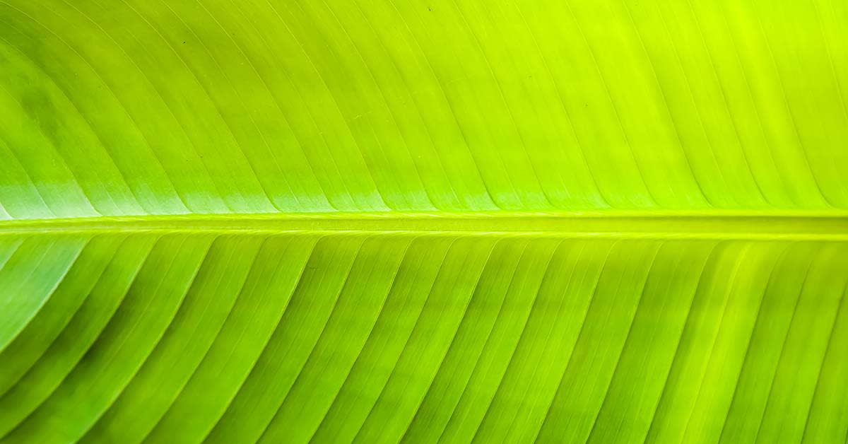 How Technology Is Enabling Climate Change Initiatives | GDIT