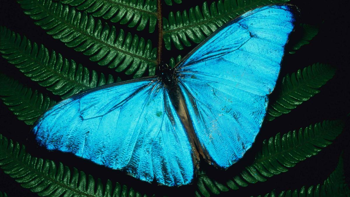 GDIT - Art of the possible.