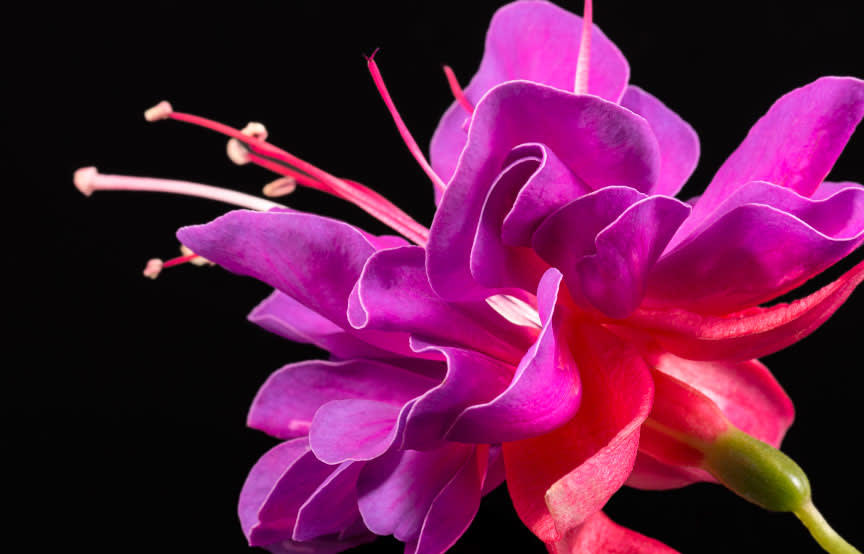 Voices of Innovation | GDIT Podcast