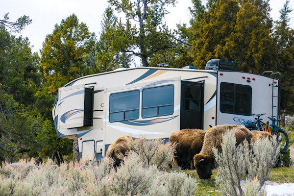 A Guide to Activities & RV Rentals at Yellowstone National Park | RVshare