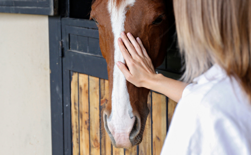 Big Hearts Project | Petstock