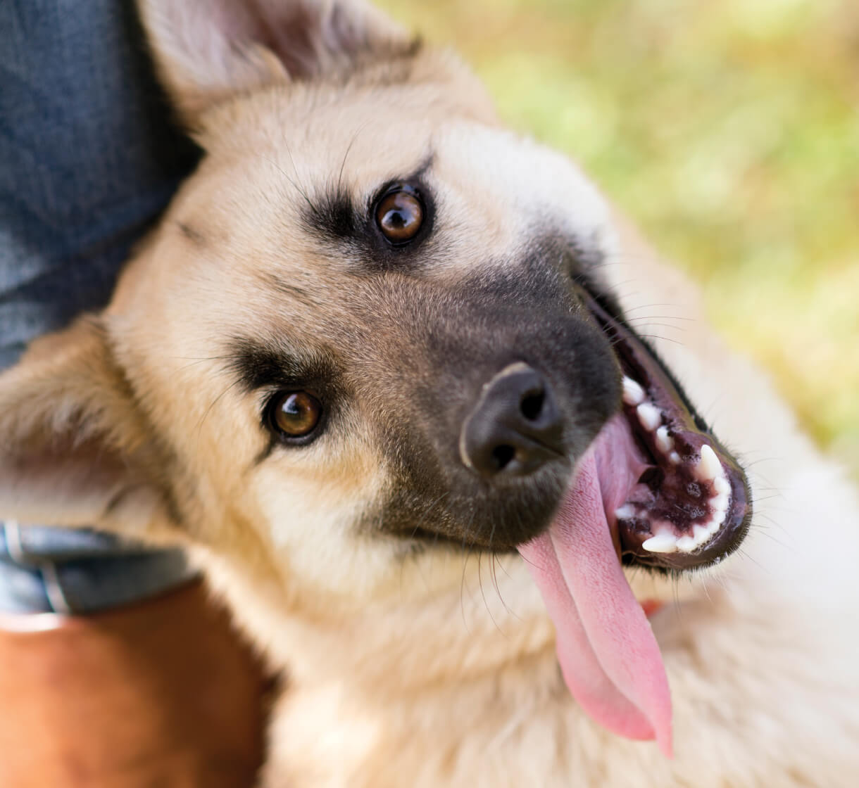 Pet Adoption | Petstock