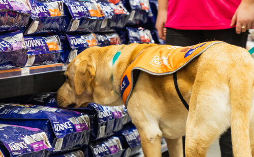 Big Hearts Project | Petstock