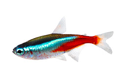 Aquarium Supplies & Products - Shop Fish Products| PETstock | Petstock