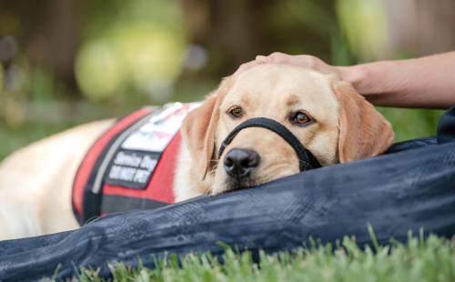 Big Hearts Project | Petstock