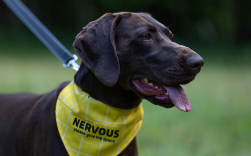 Big Hearts Project | Petstock