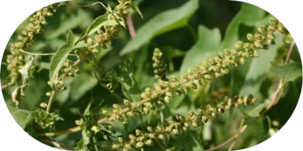 Ragweed Pollen Allergies: What it is, Symptoms & Treatment | BENADRYL®