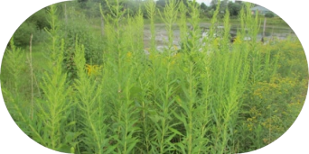 Ragweed Pollen Allergies: What it is, Symptoms & Treatment | BENADRYL®