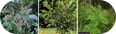Poison Ivy, Oak, and Sumac Skin Rashes: Symptoms and Treatments | BENADRYL®