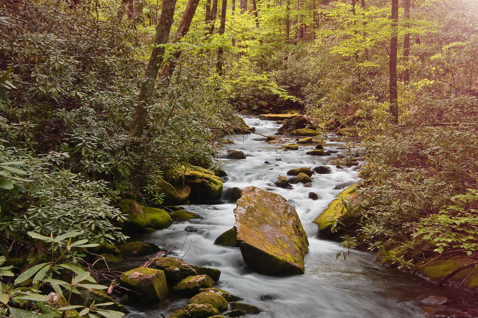 Poison Ivy, Oak, and Sumac Skin Rashes: Symptoms and Treatments | BENADRYL®