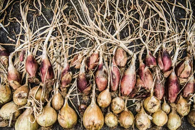 Organic Myths Busted - Part 1 - Yeo Valley Organic
