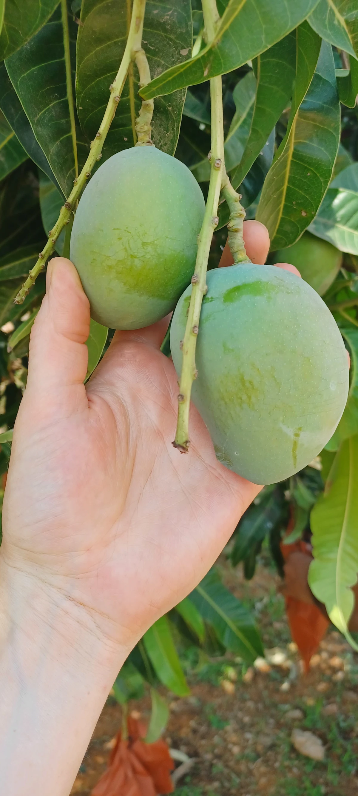 Alphonso 'King of Mangoes' - Yeo Valley Organic