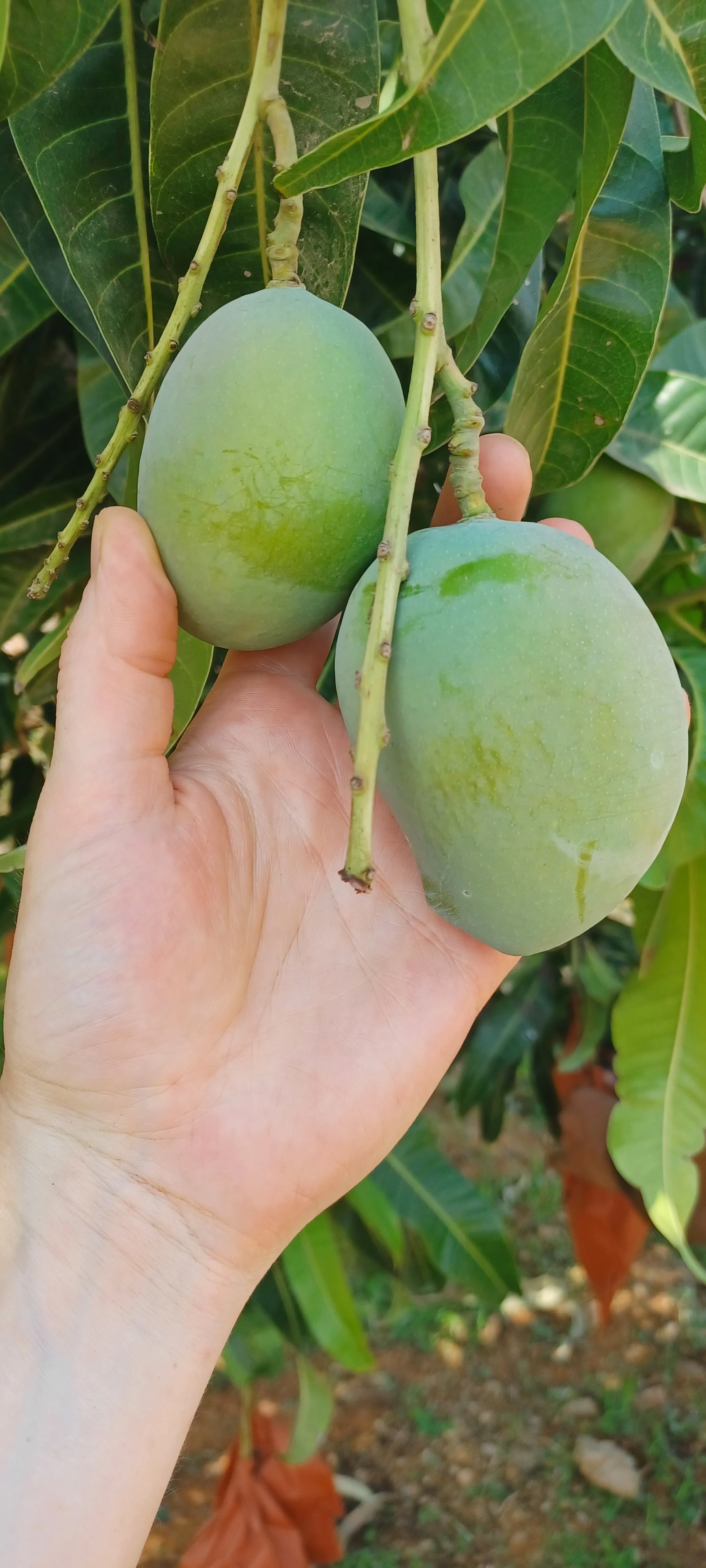 Alphonso 'King of Mangoes' - Yeo Valley Organic