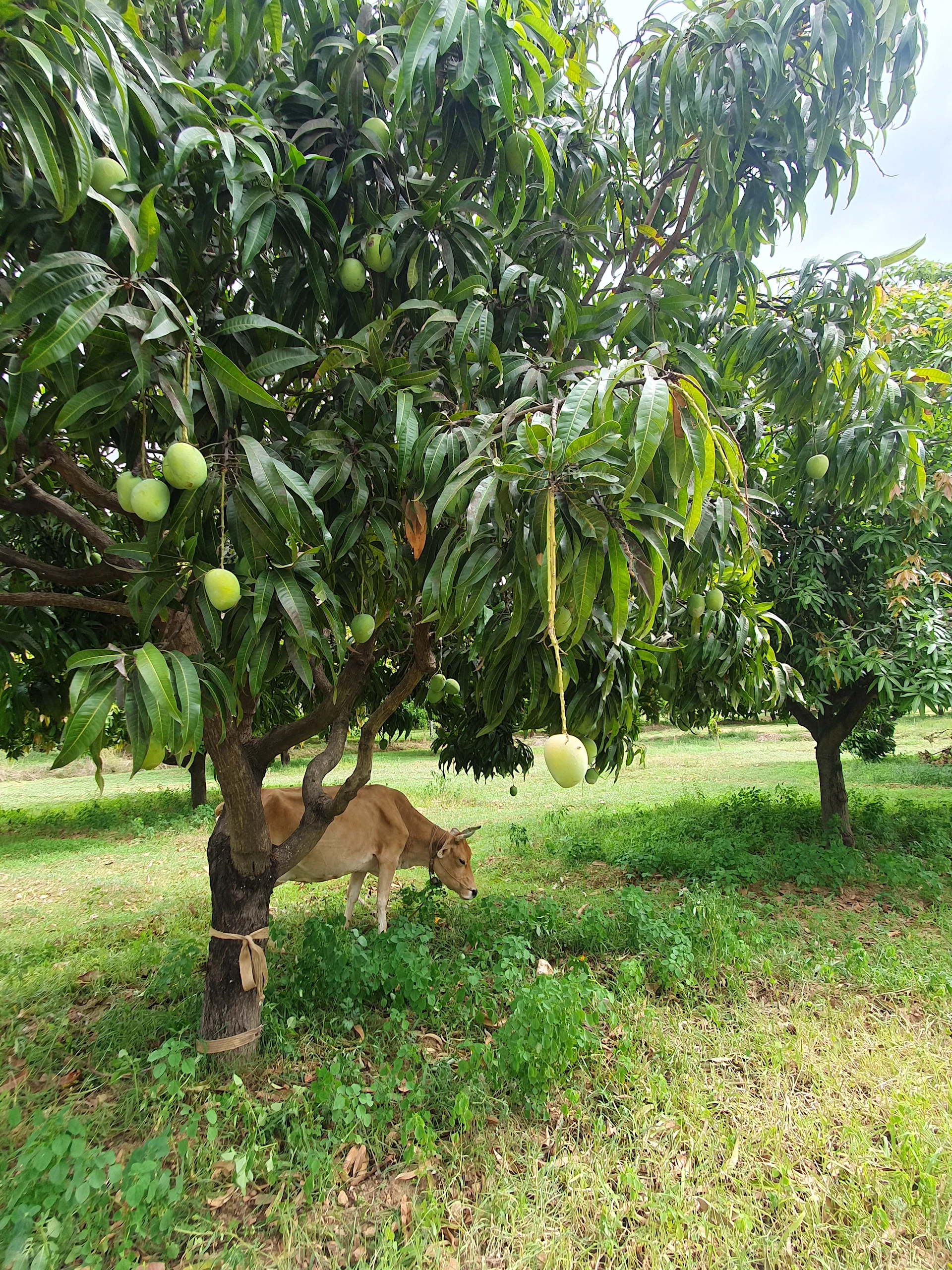 Alphonso 'King of Mangoes' - Yeo Valley Organic