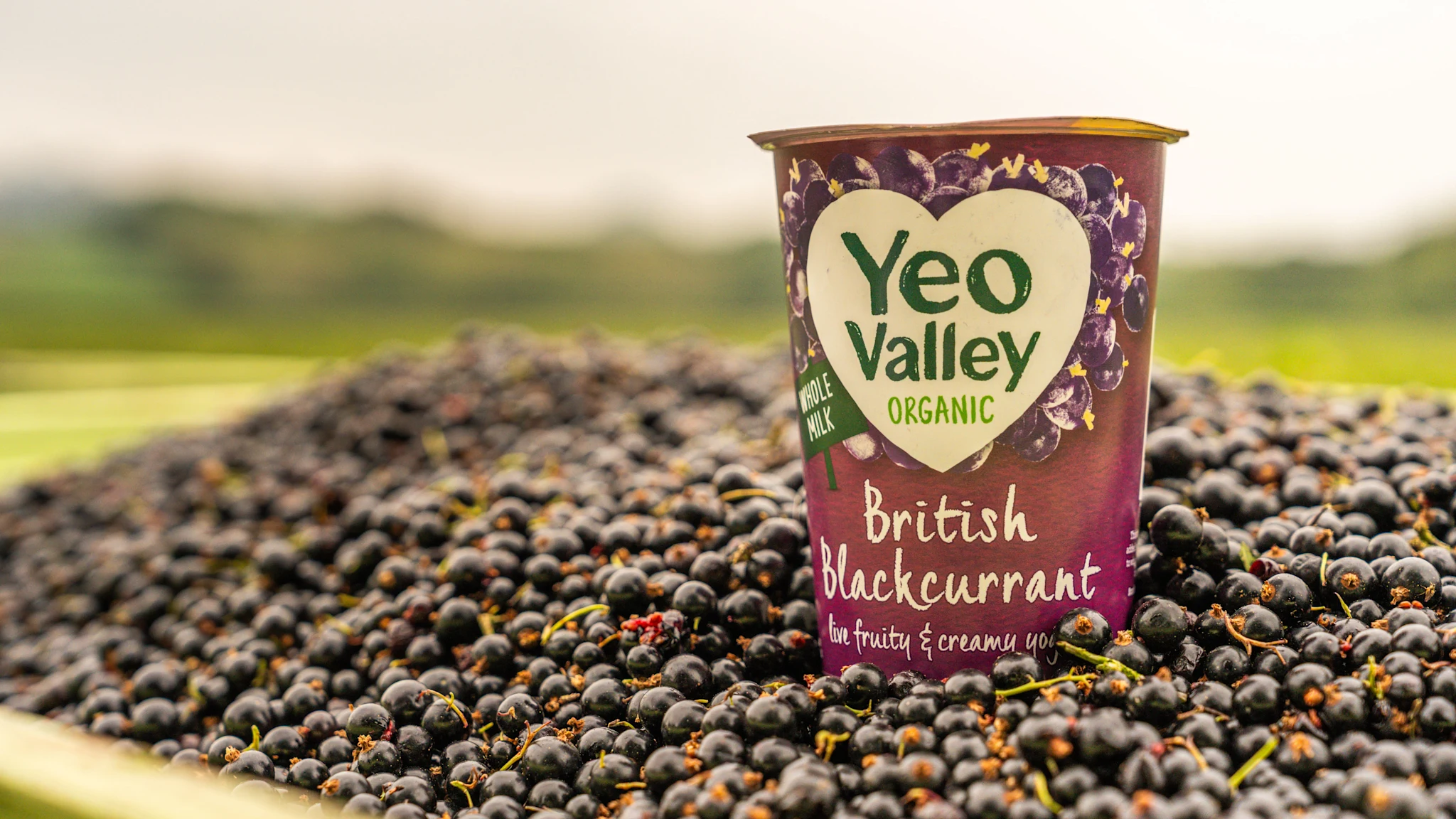 The Blackcurrant Fruity Big Pot is back! - Yeo Valley Organic