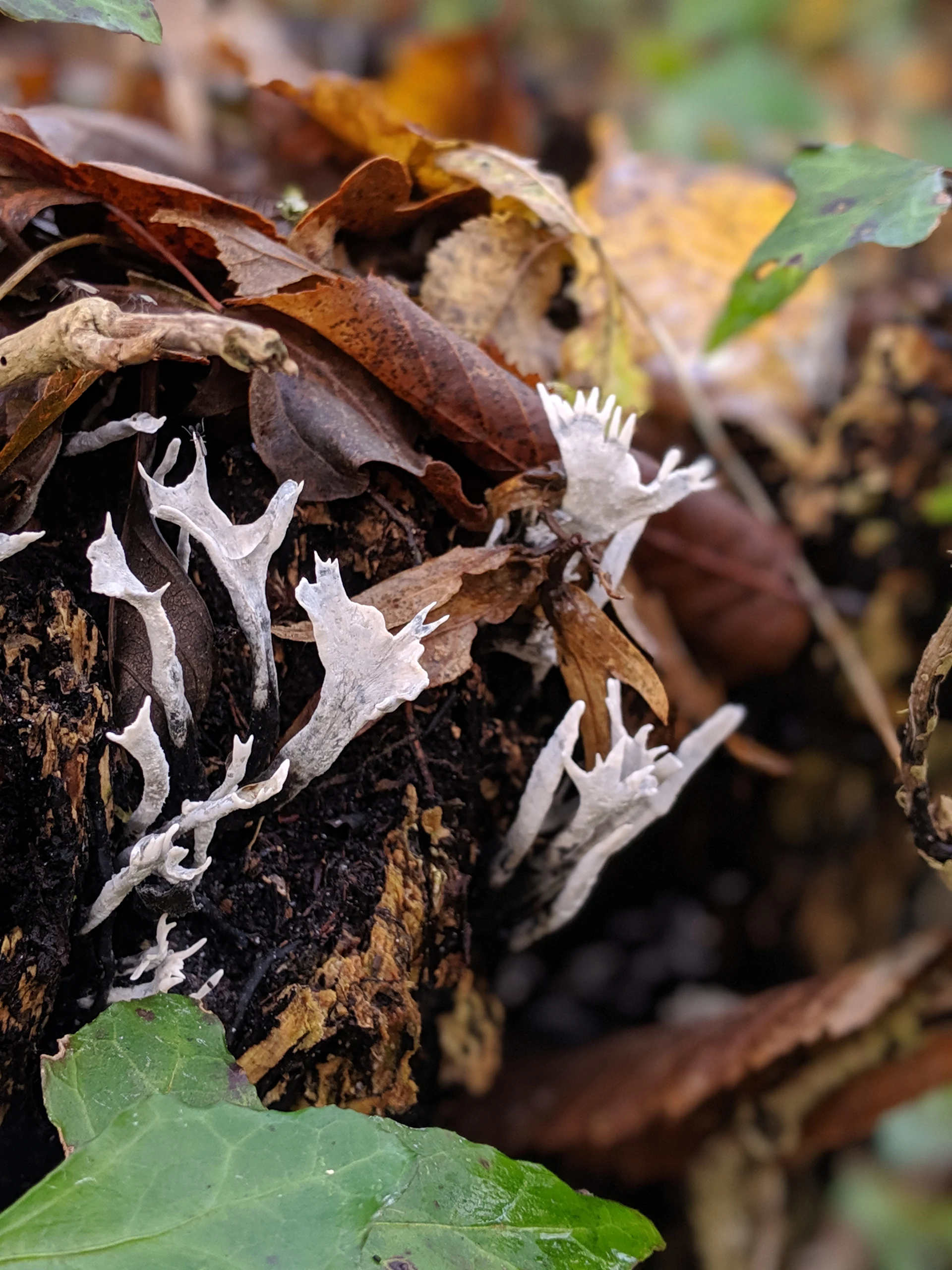 Plantlife’s Guide to Winter Fungi - Yeo Valley Organic