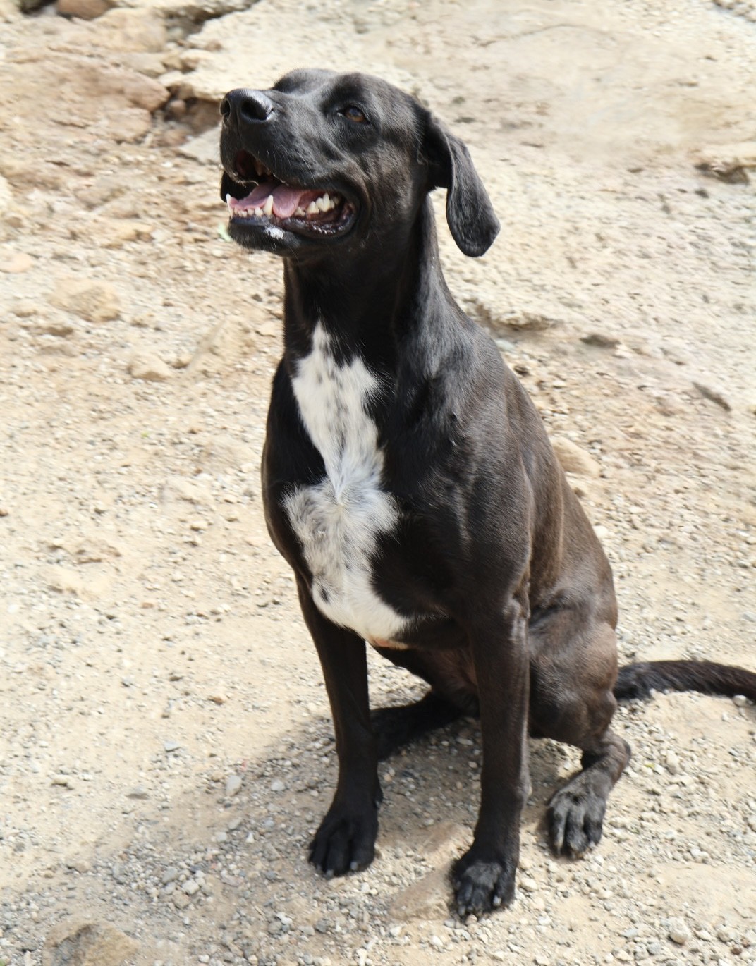 AIMS: Animals in Marbella Sanctuary — Let's meet Kira