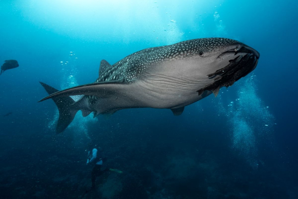 Galapeos | islas Wolf y Darwin, Galapagos