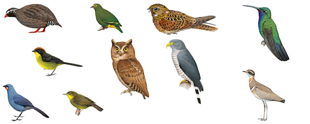 The new search for Lost Birds aims to find some of the rarest birds on ...
