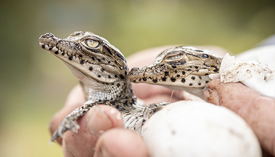 Re:wild • What is rewilding?