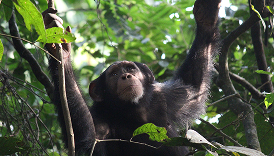 New research shows more than one-third of Africa’s great apes face ...