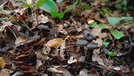With the help of local mushroom enthusiasts, Fungi Foundation ...