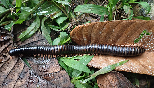 Giant millipede lost to science for more than a century and 20 other ...