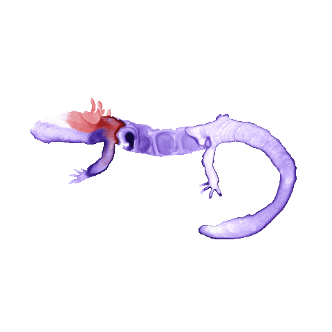 Geico Gecko Gif