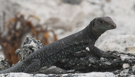 Near extinct Caribbean lizard makes epic comeback
