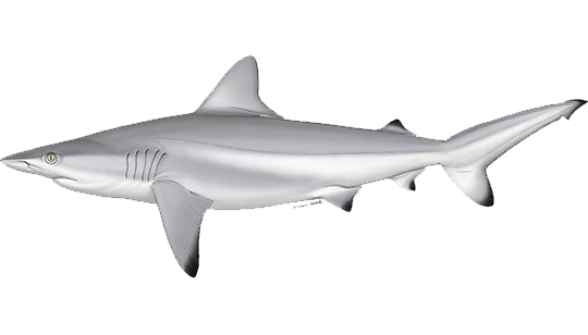 Animals Glowing Sharks Black Glofish Glow Shark Excellent Petsmart