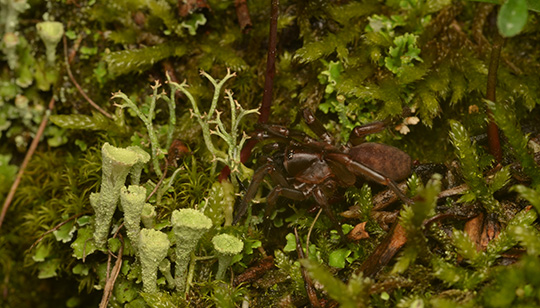 Lost tap-dancing spider rediscovered barricaded in a burrow in a small ...