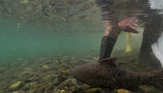 Rediscovery of lost leopard-spotted fish in Türkiye spurs hope in the ...
