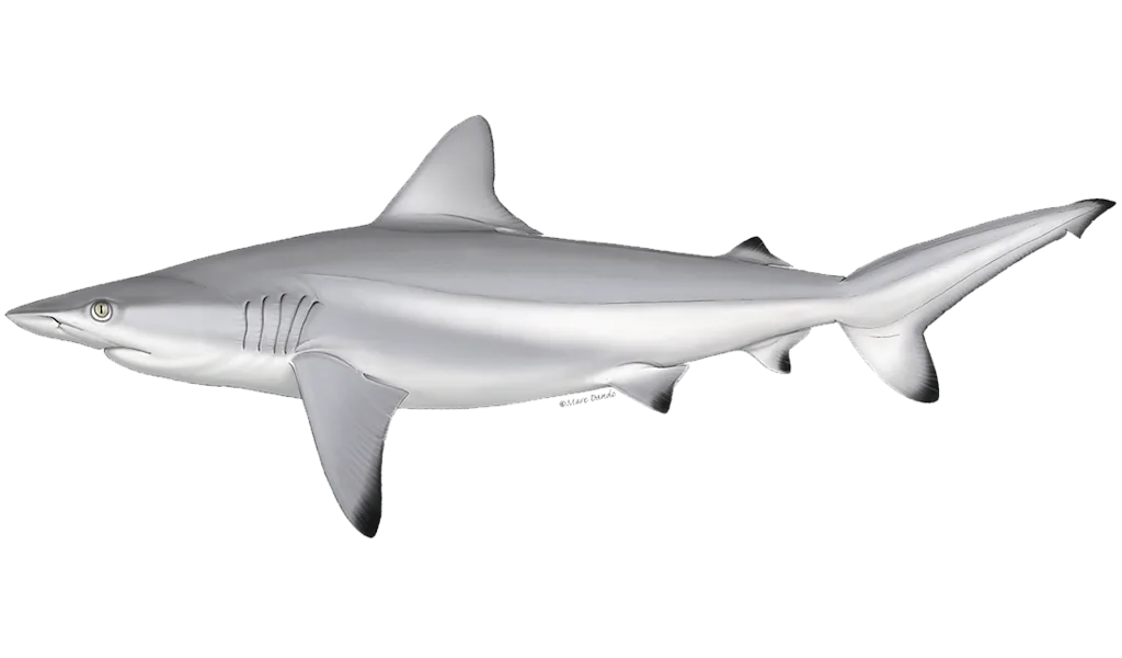 Extinct Shark Species This Ancient Shark Looked Like An Eel And