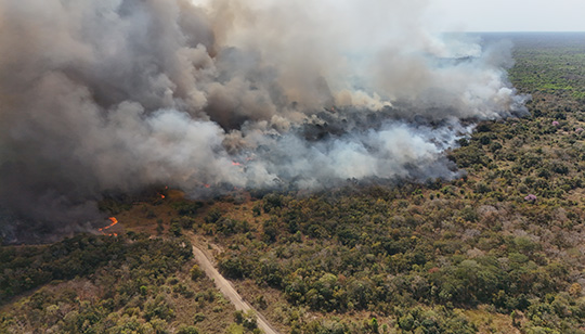 Protect biodiversity in South America • Re:wild | Rewild.org