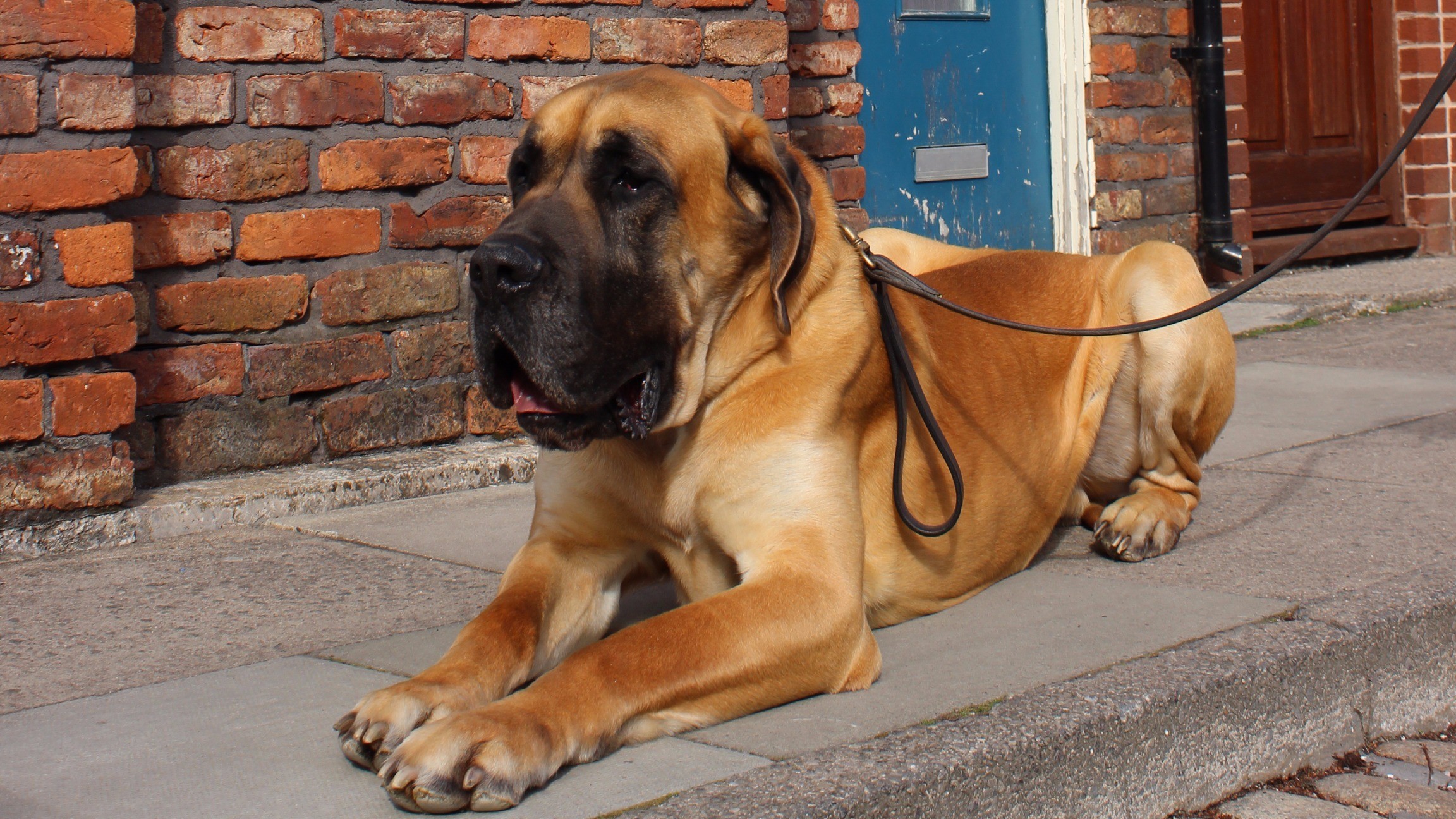 What Was Chesneys Dog Called