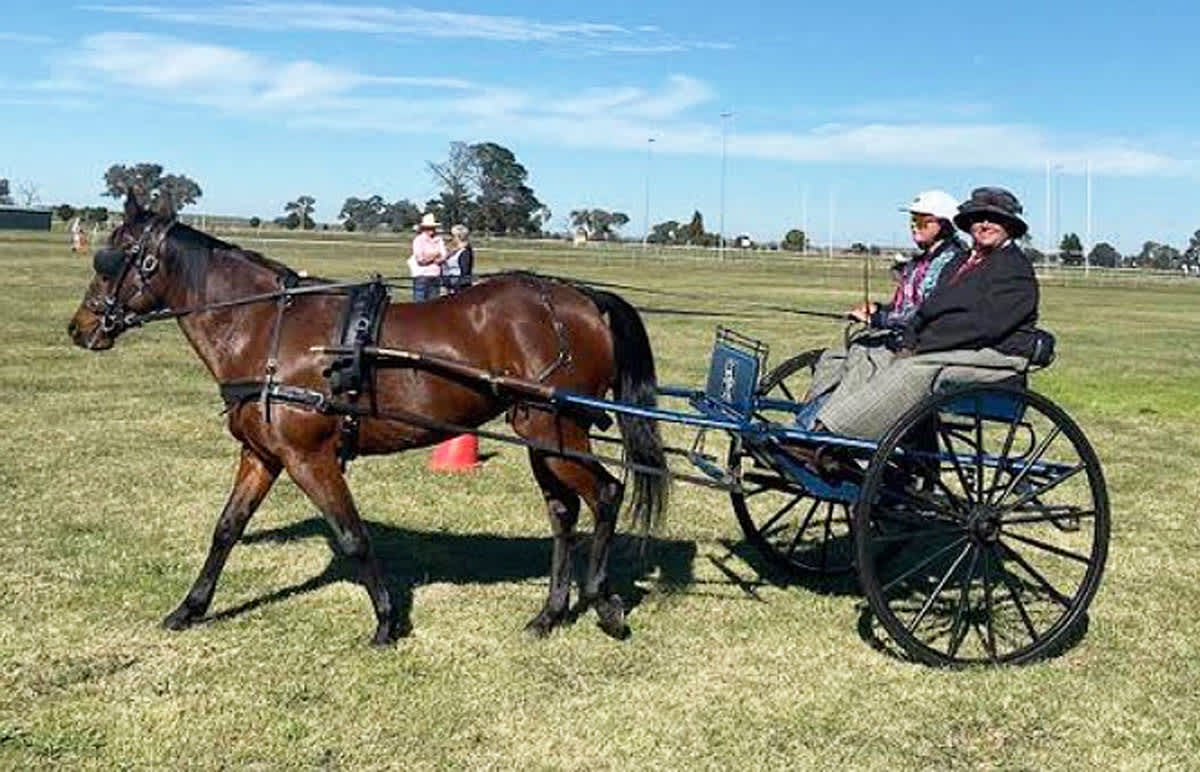 Get Ready, Get Set, It’s Carriage Driving Time! | The Hilltops Phoenix ...