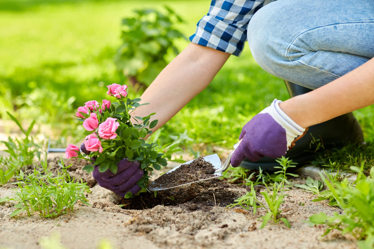Tips For Planting Bare Rooted Tress/Shrubs And Roses | The Hilltops ...