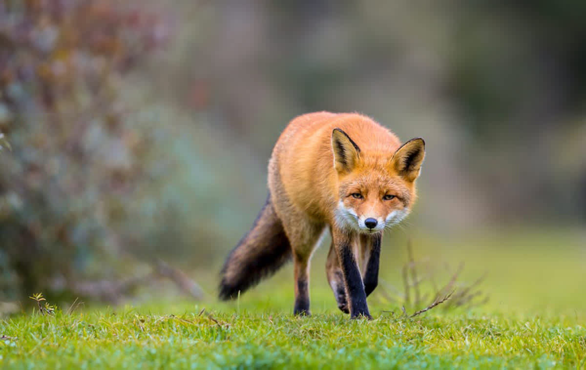 Have Your Say To Help Stop Pest Animals In their Tracks | The Hilltops ...