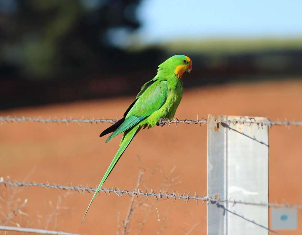 Funding Available For Eligible Landholders To Help Save Threatened ...